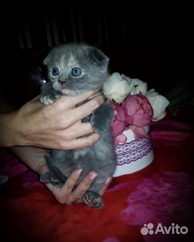 Шотландские котята