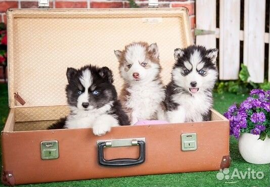 Мальчик Рыже-белый Пушистый