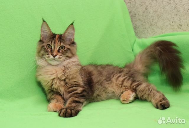 Пушана человекоориентированная девочка