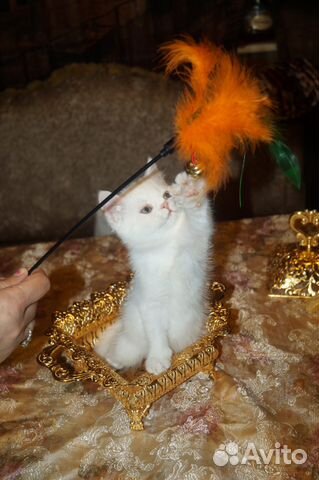 Экзот белый мальчик 3 мес