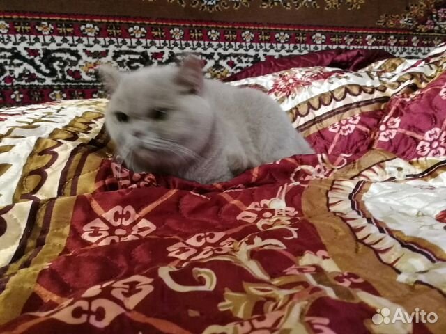 Британская киса