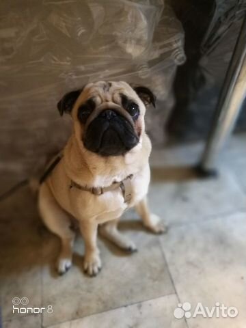 Отдам мопса в хорошие руки