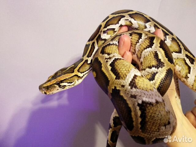 Питон тигровый