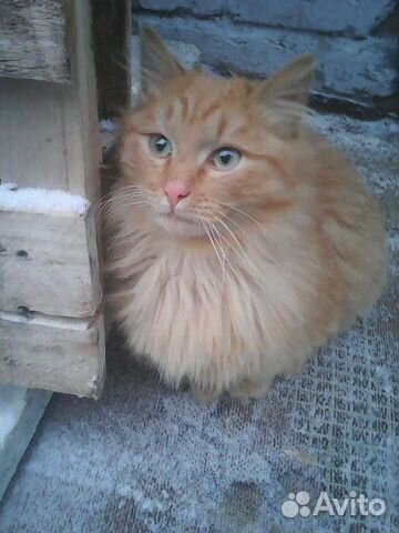 Котик - рыжик 9 мес., ищет тёплый дом