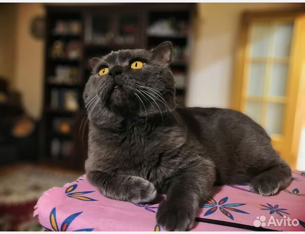 Кот на вязку