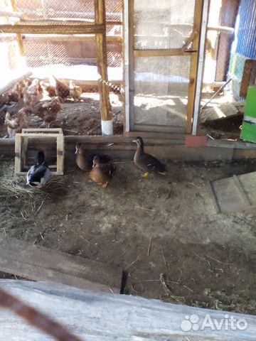 Подсадные утки