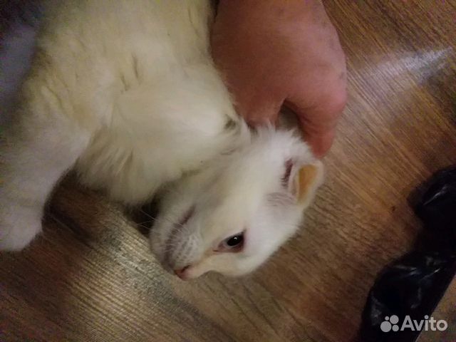 Шотландская Скотишфолд