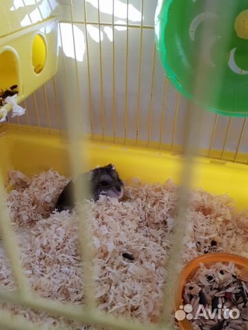 Отдадим в дар добрым людям