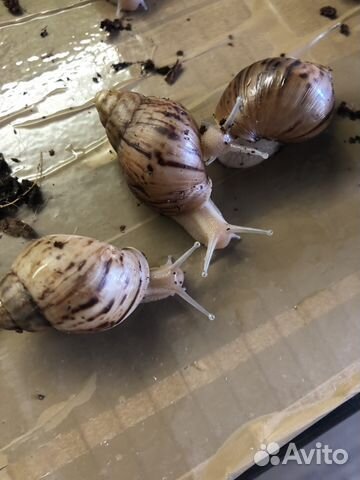 Улитка Ахатина пантера