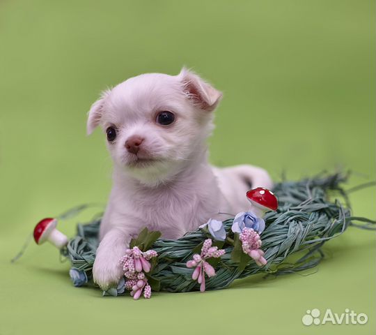 Бело-кремовый зефирчик