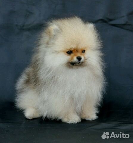 Шпицы очень красивые щенки разных окрасов