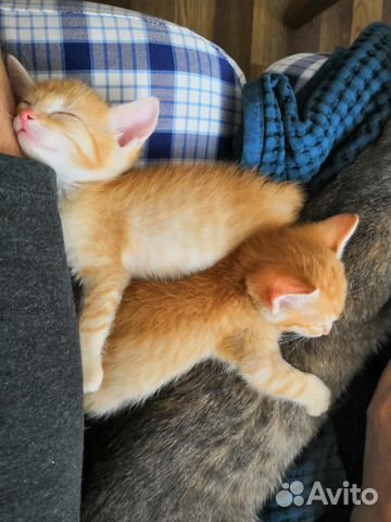Отдаю котят в добрые руки