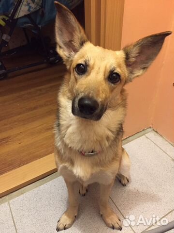 Отдам щенка в очень добрые руки