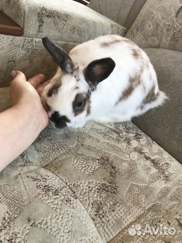 Кролик декоративный