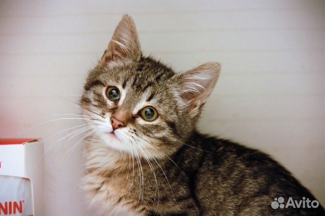 Котенок девочка 2,5 мес