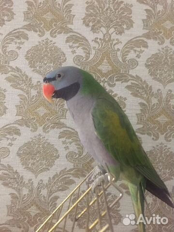 Попугай Китайский кольчатый
