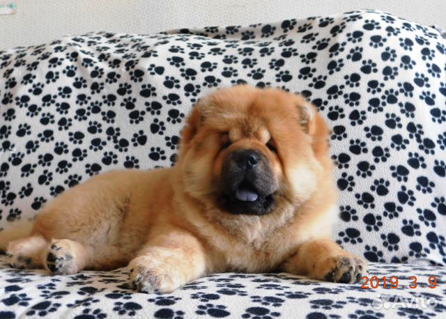 Девочка чау