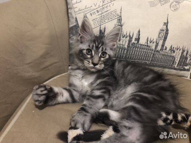 Клубный котик Мейн кун WCF