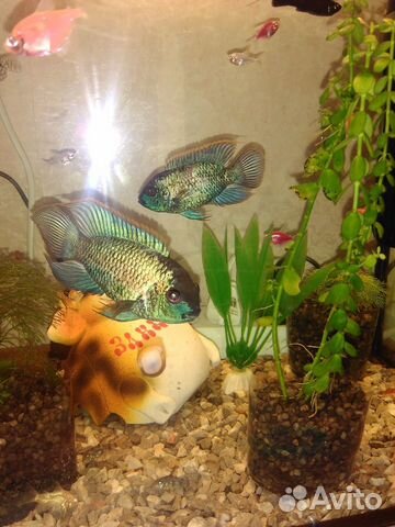 Нанокар блю