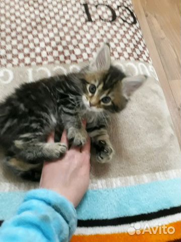 Котенок мэйн кун