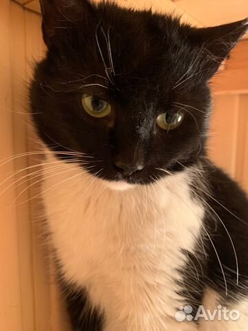 Кошка с усадьбы ищет дом