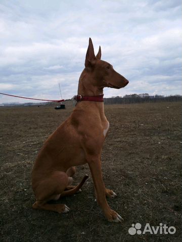 Фараонова собака вязка