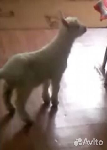 Козочки молочные дойные