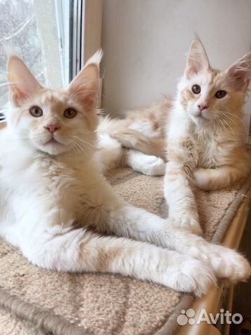 Очень ждём тебя, мамочка