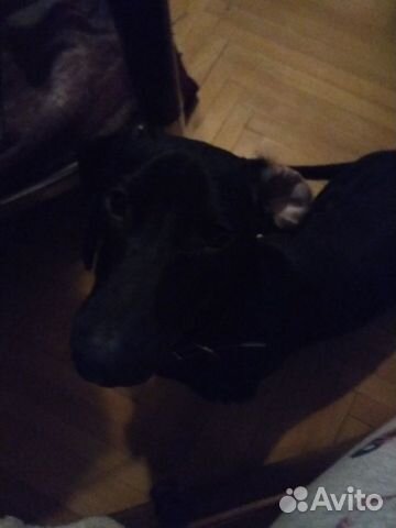 Отдам таксу