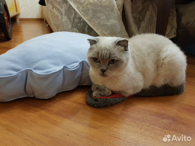 Отдам породистую кошечку в разведение