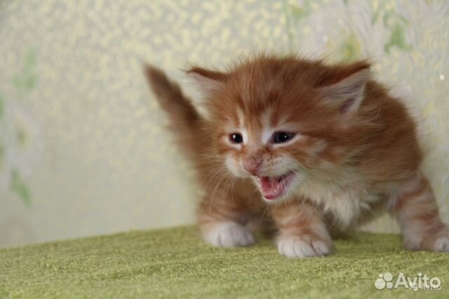 Сибирские котята