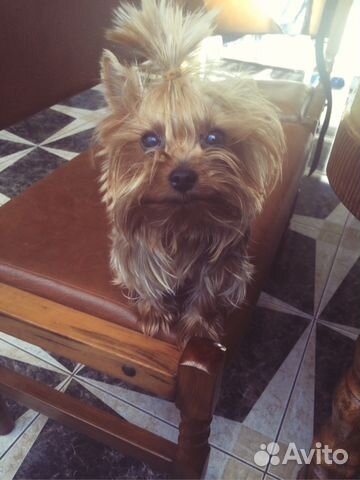 Йоркширский терьер