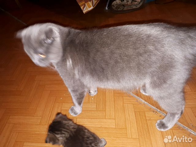 Шотландская вислоухая