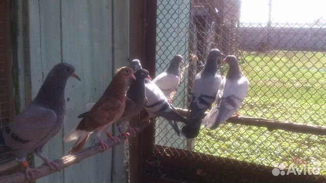 Голуби Типплеры. Одесская голубка