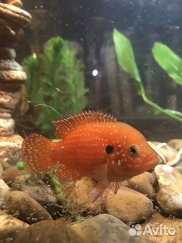 Аквариумные рыбки семейства Цихлиды