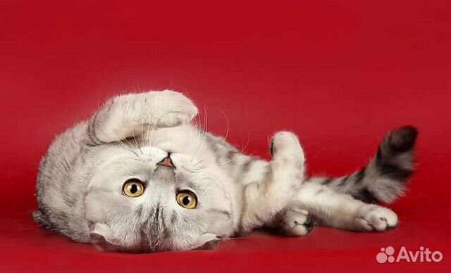 Шотландский вислоухий кот вязка