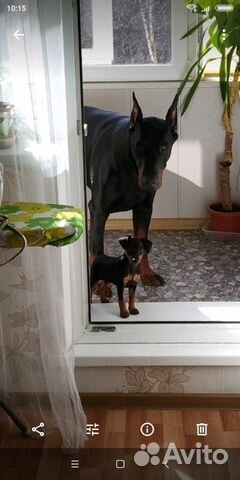 Цвергпинчер