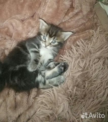 Продам котят мейн-куна