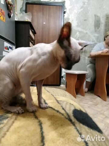 Отдадим кошку сфинкс