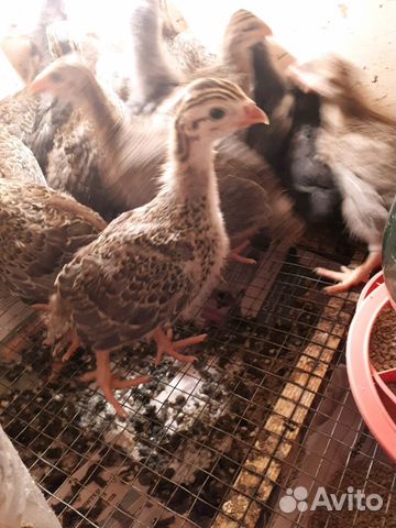 Цесарята бройлерные