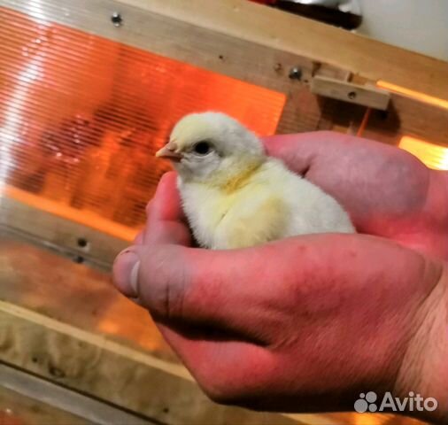 Цыпленок бойлера суточный, подрощенный