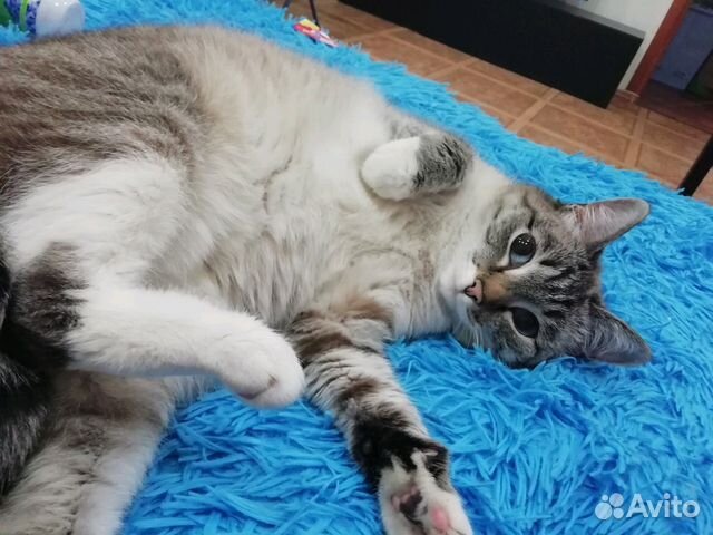 Невская маскарадная