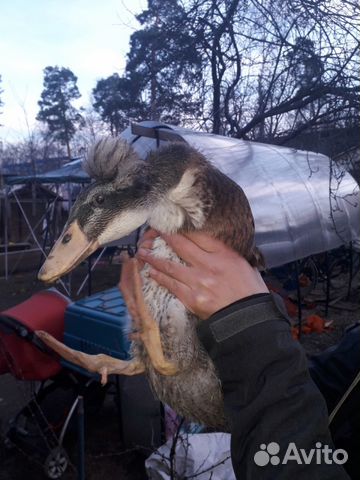 Утки хохлатые