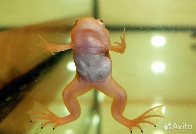 Лягушки и тритоны