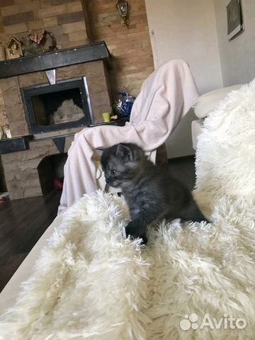 Котенок шотландской прямоухой кошки