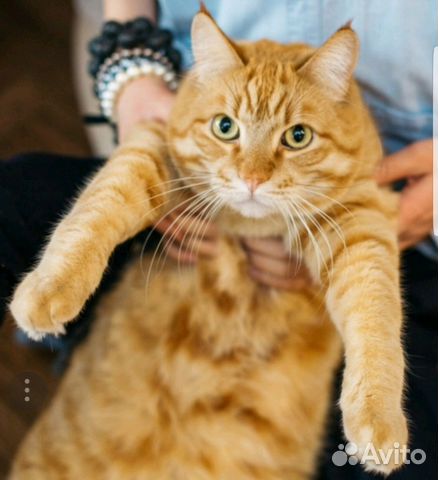 Потерялся рыжий кот