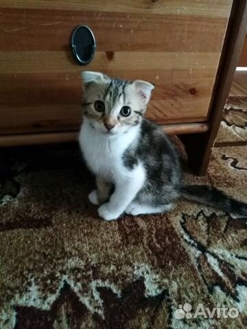 Вислоухая кошечка