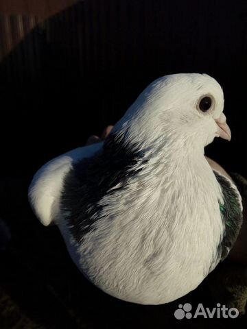 Продам голубей