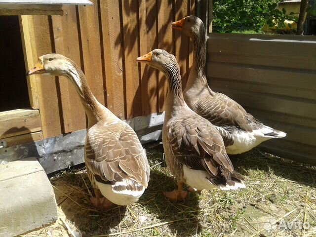 Гусята породы Крупная серая