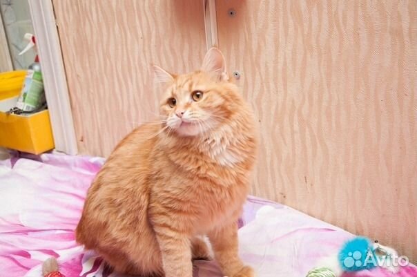 Кот Гарфилд ищет себе семью